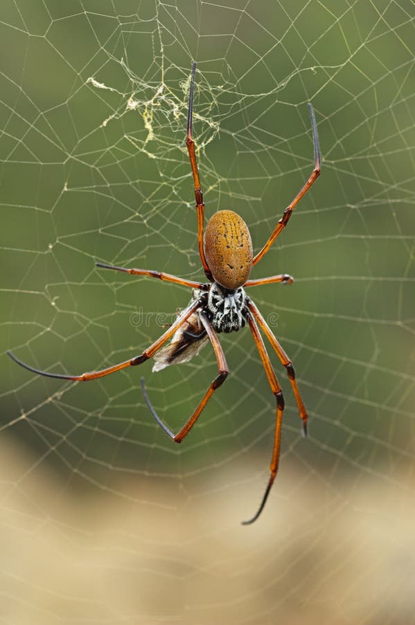 Spider in Web stock photo. Image of feeding, insect, arachnid - 85706448