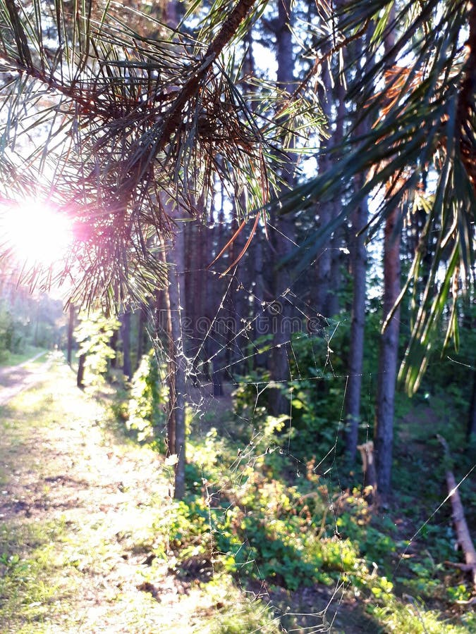 Spider stock photo. Image of forest, tree, spider, fall - 124032864