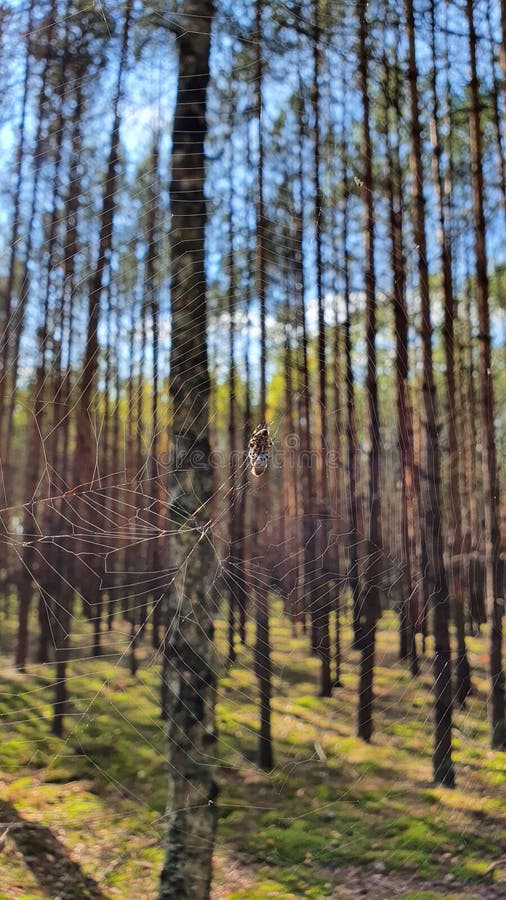 Spider, Web, Forest ðŸ•·ðŸ•¸ Stock Photo - Image of sunlight, tree ...