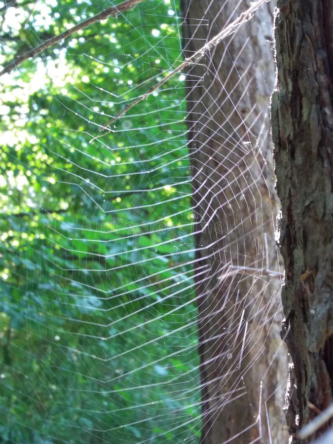 Spider web stock photo. Image of spring, spider, tree - 93780600