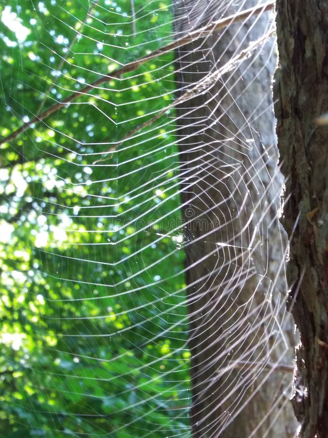 Spider web stock photo. Image of spider, spring, tree - 93780614