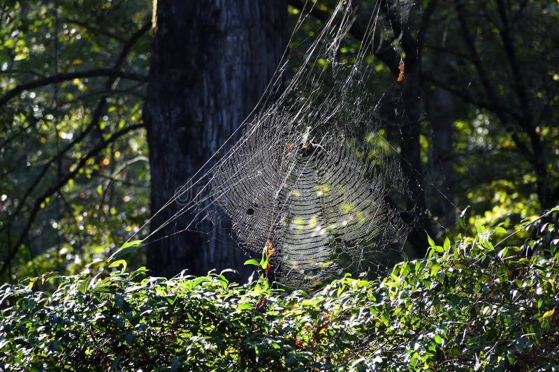 Spider Web at Forest Area Background Stock Photo - Image of forest ...