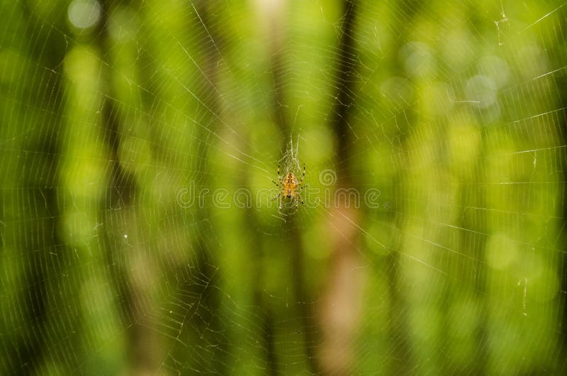 Spider on a Web in the Forest Stock Photo - Image of trap, warm: 100533276