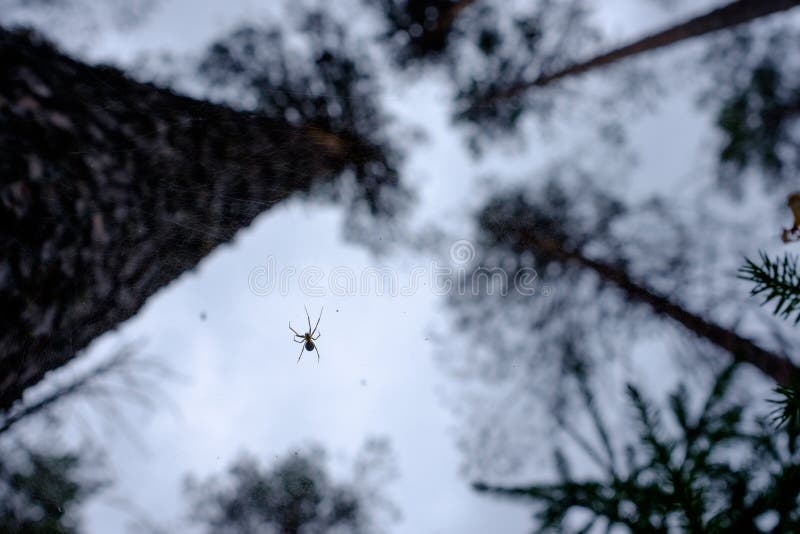 Spider on a Web in the Forest Closeup Stock Image - Image of cobweb ...