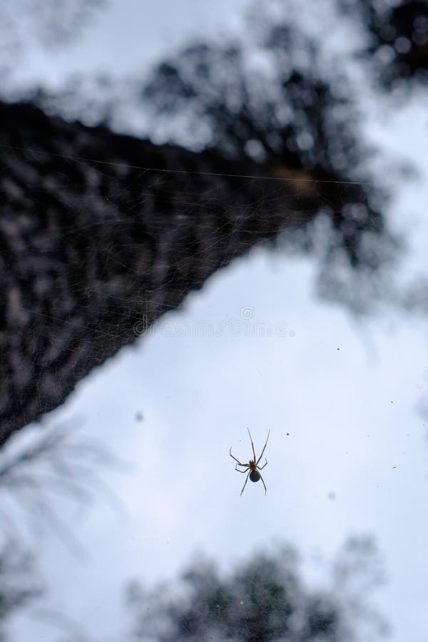 Spider on a Web in the Forest Closeup Stock Image - Image of forest ...