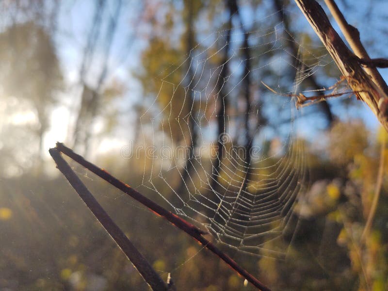 Spider Web in the Forest in the Grass. Stock Image - Image of green ...