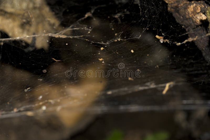 Spider Web in Forest Inside Tree To Trap Insects Horizontally Stock ...