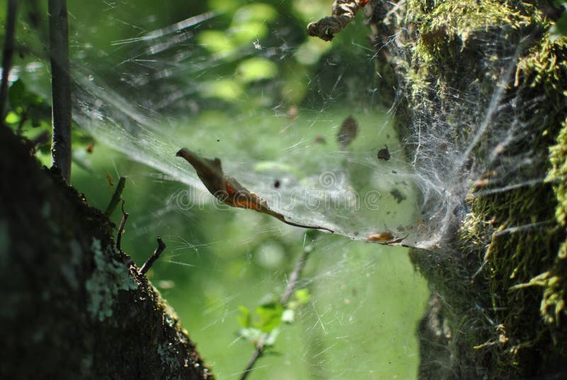 Spider web in the forest stock photo. Image of tree, spider - 96361128