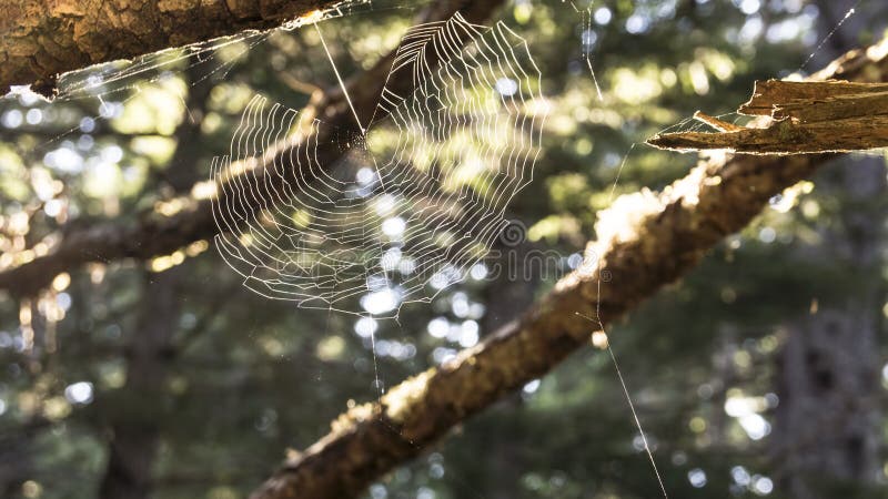Spider web in forest light stock photo. Image of nature - 75512072