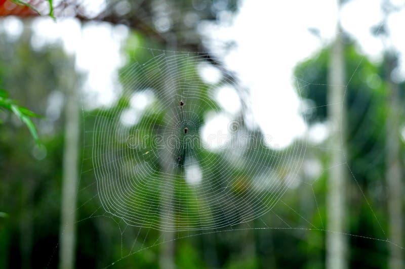 Spider web in the forest stock image. Image of forest - 193962145