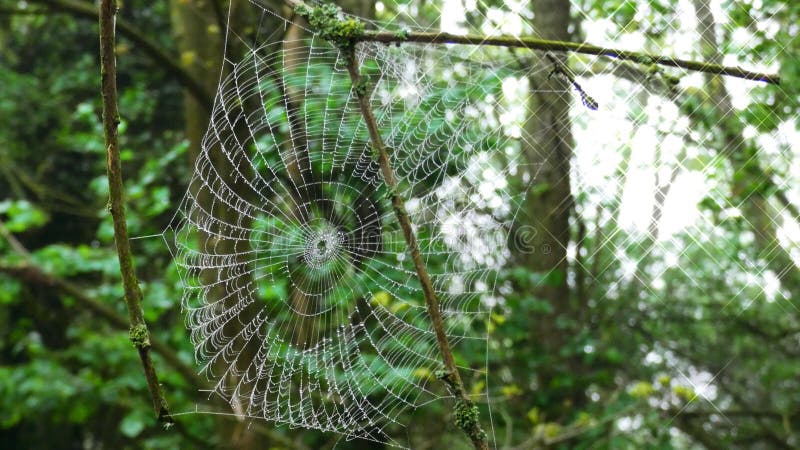 Spider Web in the Forest stock photo. Image of morning - 146216112