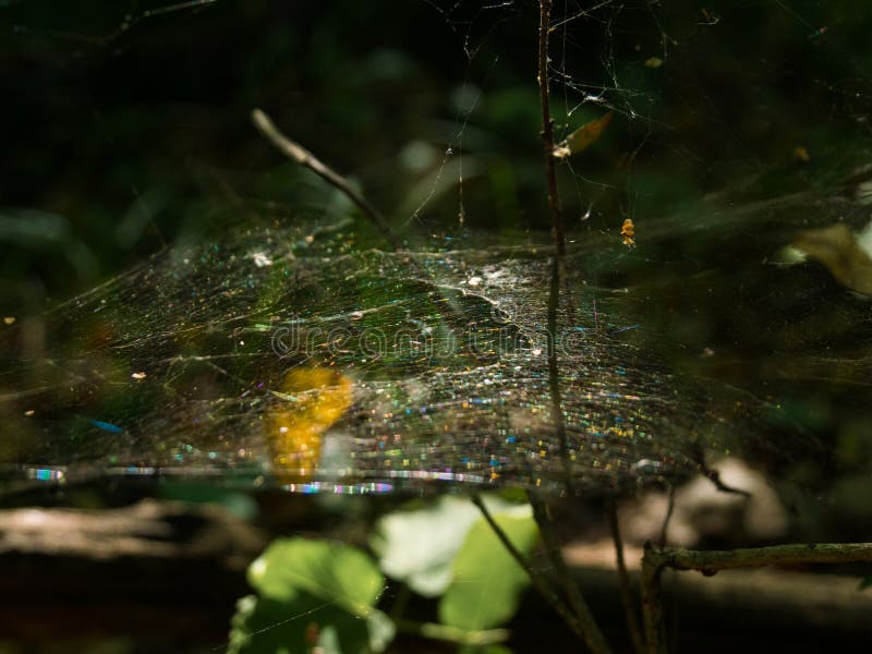 Spider web in forest stock image. Image of insect, fall - 162682547