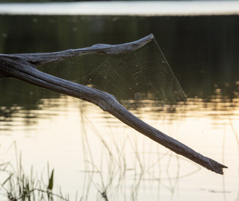 Spider Web Framed Over Pond Stock Image - Image of tree, pond: 157831931