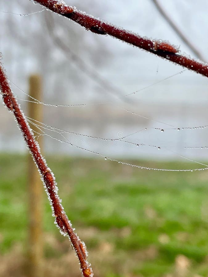 Spider Web in Frost and Fog Stock Photo - Image of moisture, frost ...