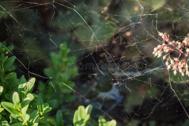 Spider web in the garden stock image. Image of trap, raindrop - 98239385