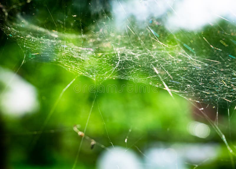 A Spider Web in a Garden with Plants in the Backround Stock Photo ...