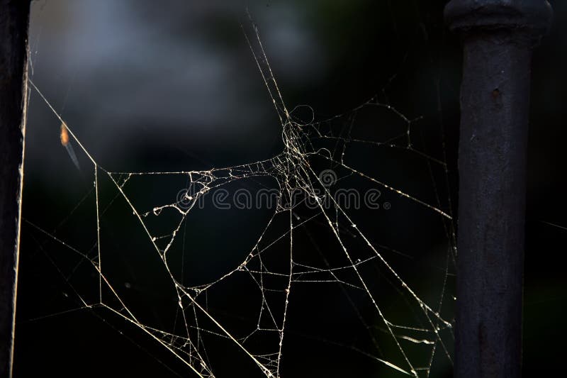 Spider Web on a Gate Lit by the Sun Stock Photo - Image of morning ...