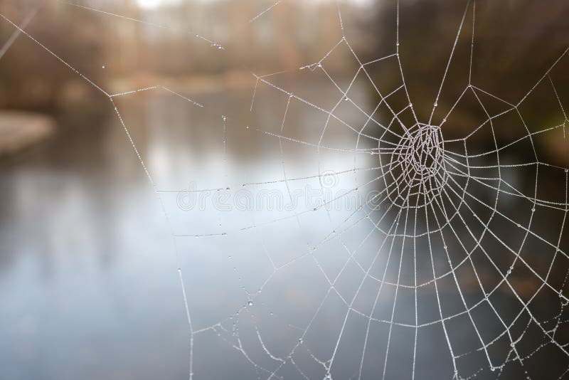 Spider Web with Glittering Drops of Frost Winter Day in the Park Stock ...