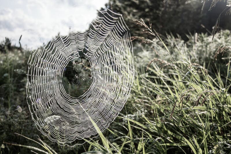 Spider Web on Grass in the Field Stock Image - Image of network, flora ...