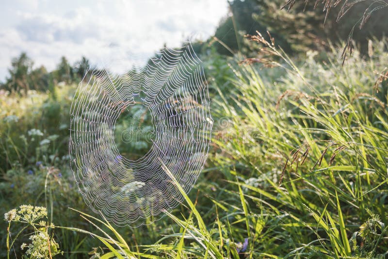 Spider Web on Grass in the Field Stock Photo - Image of nature, meadow ...