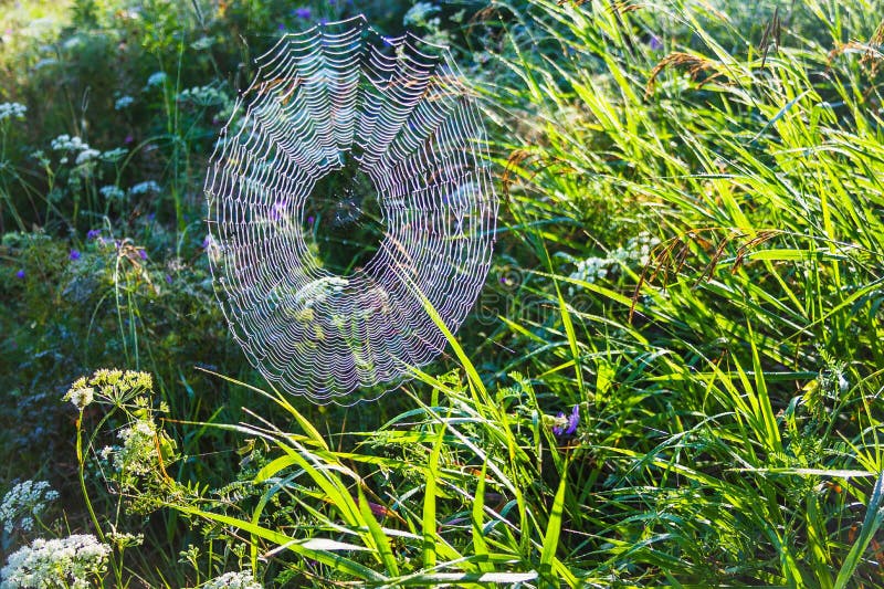 Spider Web on Grass in the Field Stock Photo - Image of drop ...