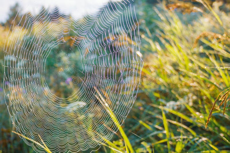Spider Web on Grass in the Field Stock Photo - Image of detail, meadow ...