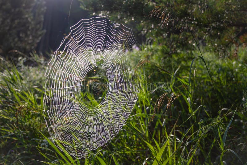 Spider Web on Grass in the Field Stock Photo - Image of drop, meadow ...