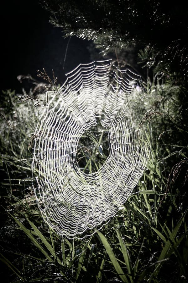 Spider Web on Grass in the Field Stock Photo - Image of morning ...