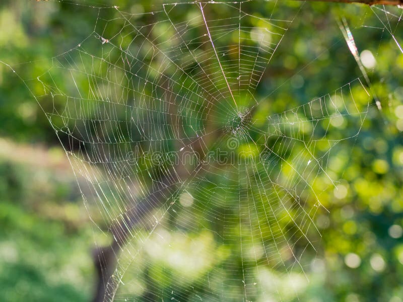 Spider web in green nature stock photo. Image of dewy - 98419434