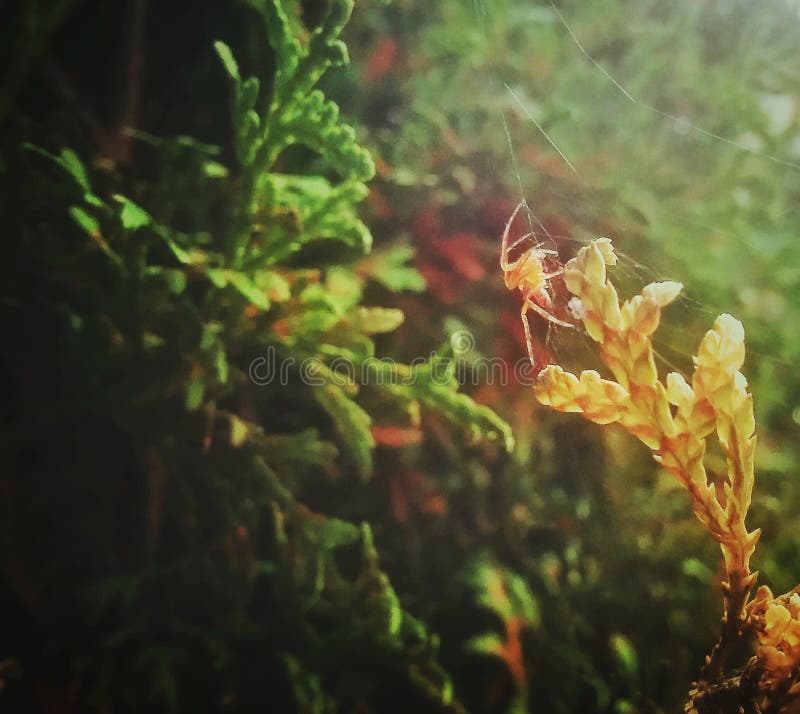 395 Sun Ray Spider Web Stock Photos - Free & Royalty-Free Stock Photos ...