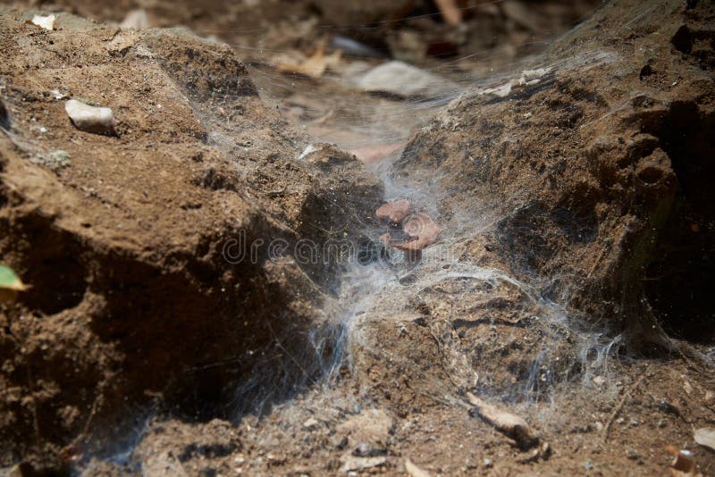 Spider Web on the Ground in the Cave Stock Image - Image of surface ...