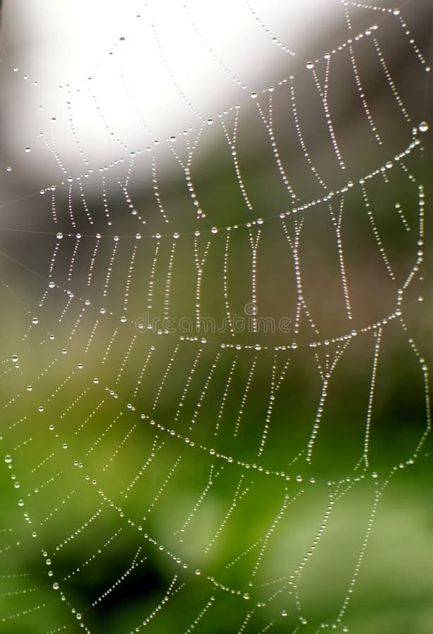 Spider web in raindrops stock image. Image of raindrop - 144847911