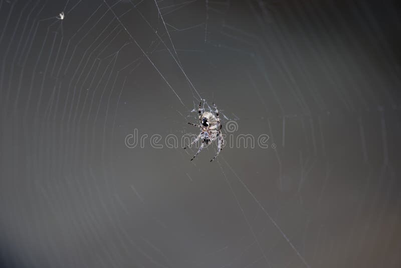Spider Hanging From The Web Stock Photo - Image of closeup, spider ...