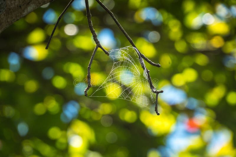 Spider Web Hanging from Tree Branch Stock Photo - Image of entomology ...