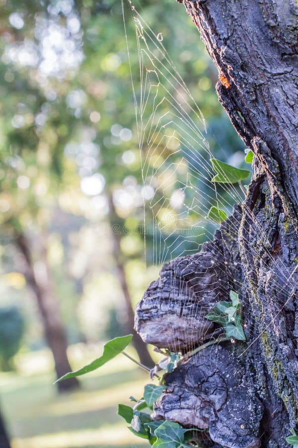 Spider Web stock photo. Image of tree, park, spider, afternoon - 60197306