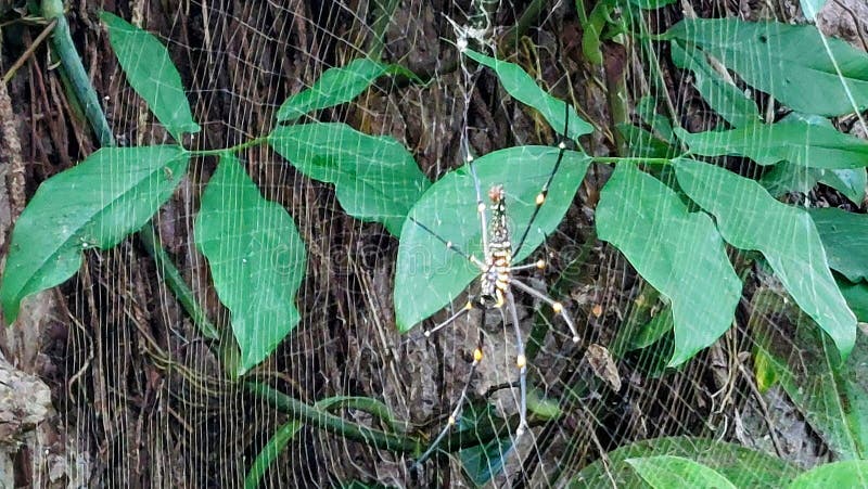Spider Web Hanging on Tree and Leaves Stock Photo - Image of spider ...