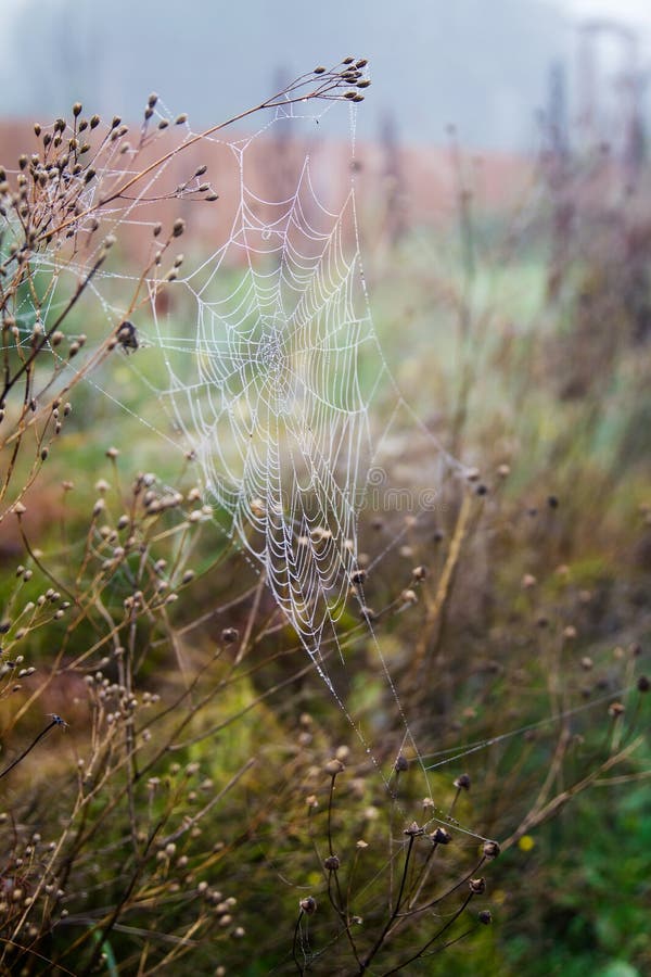Spider Web Hangs from a Dry Stalks in the Fall Stock Photo - Image of ...