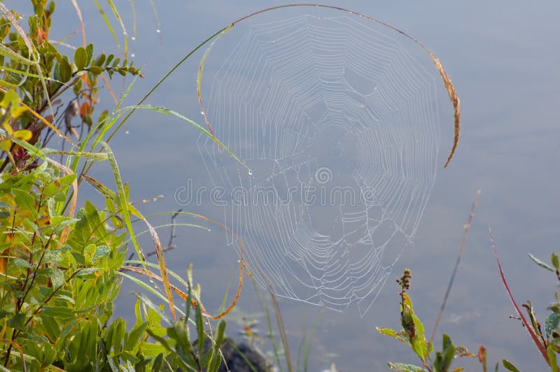 Spider web stock photo. Image of work, morning, condensation - 164096640