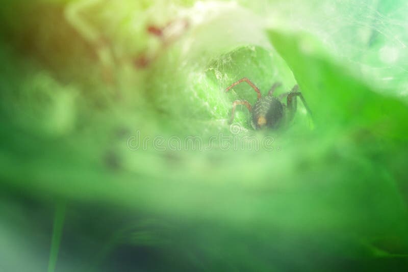 Spider in a web in a hole stock photo. Image of grass - 147730832