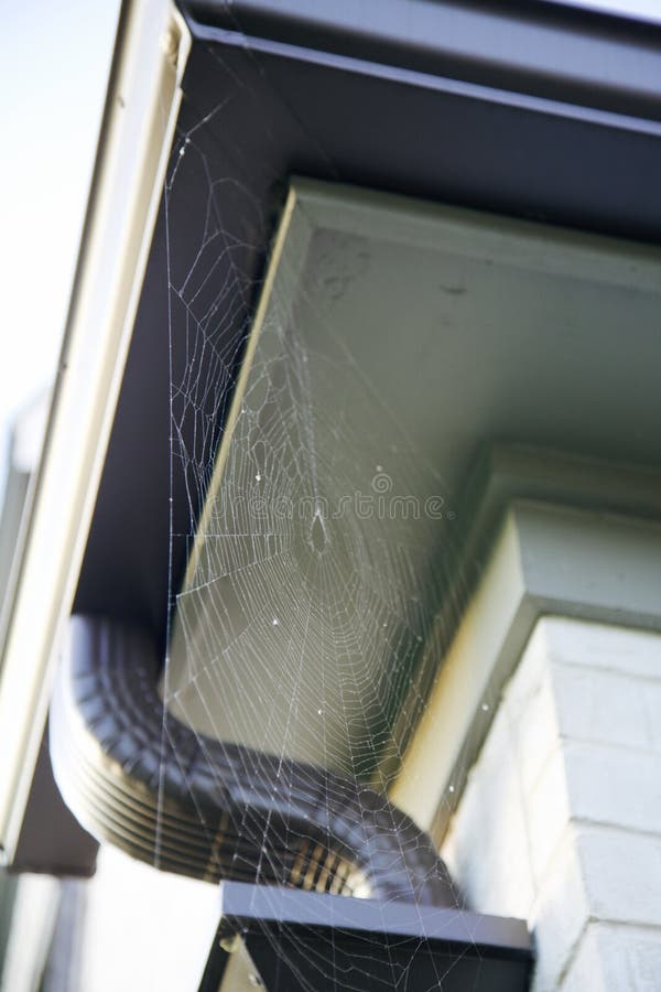 Spider Web on a Home stock image. Image of mosquitoes - 99401823