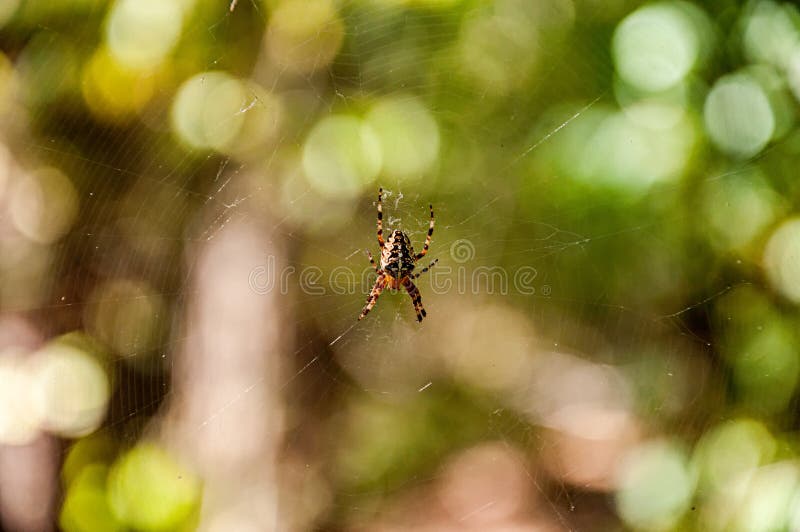 Spider web of the hunt. stock image. Image of intricacy - 59231143