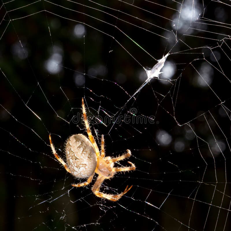 Spider Web of the Hunt. Macro Stock Photo - Image of insect, pearls ...