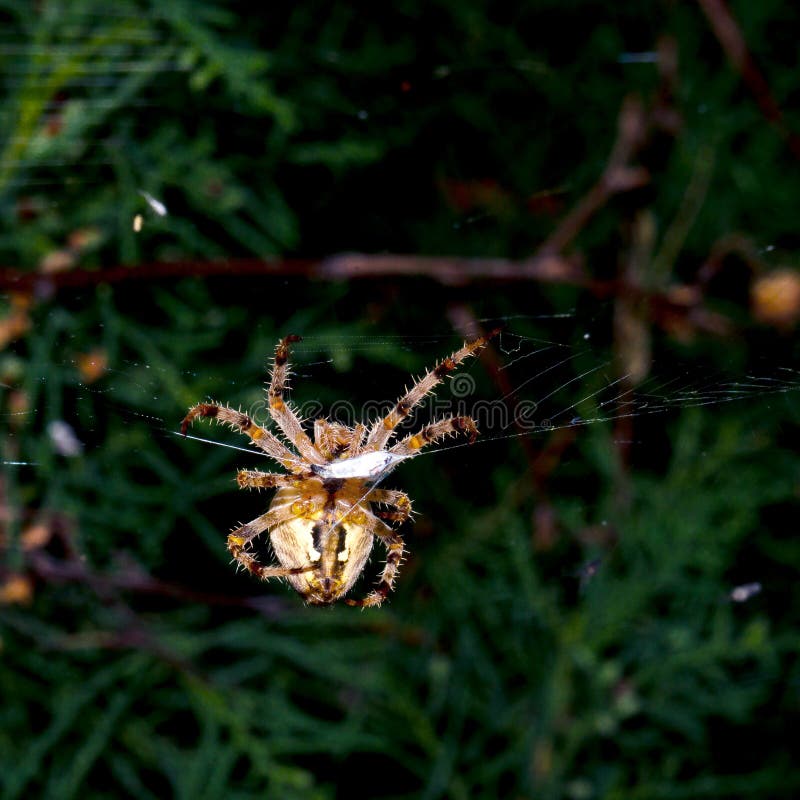 Spider Web of the Hunt. Macro Stock Photo - Image of silk, background ...