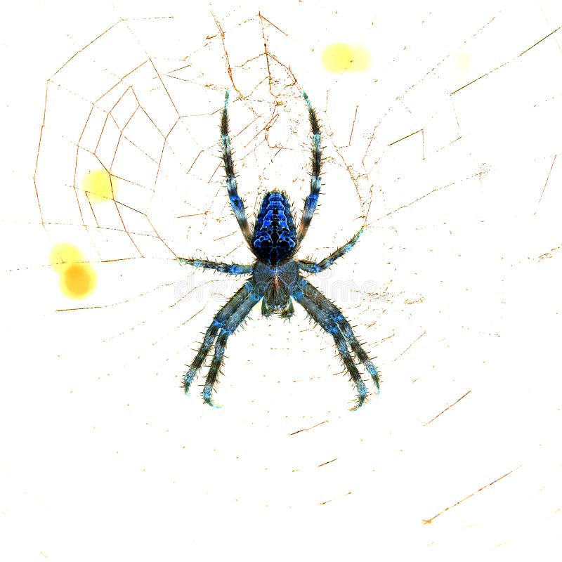 Spider Web of the Hunt. Macro Stock Photo - Image of natural, insect ...