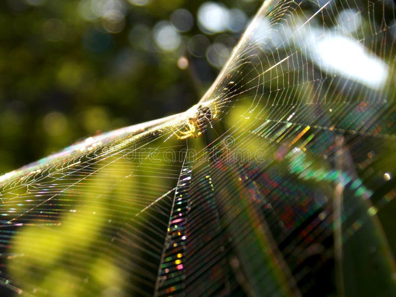 Spider Web Illuminated by the Sun Stock Photo - Image of nature, plant ...