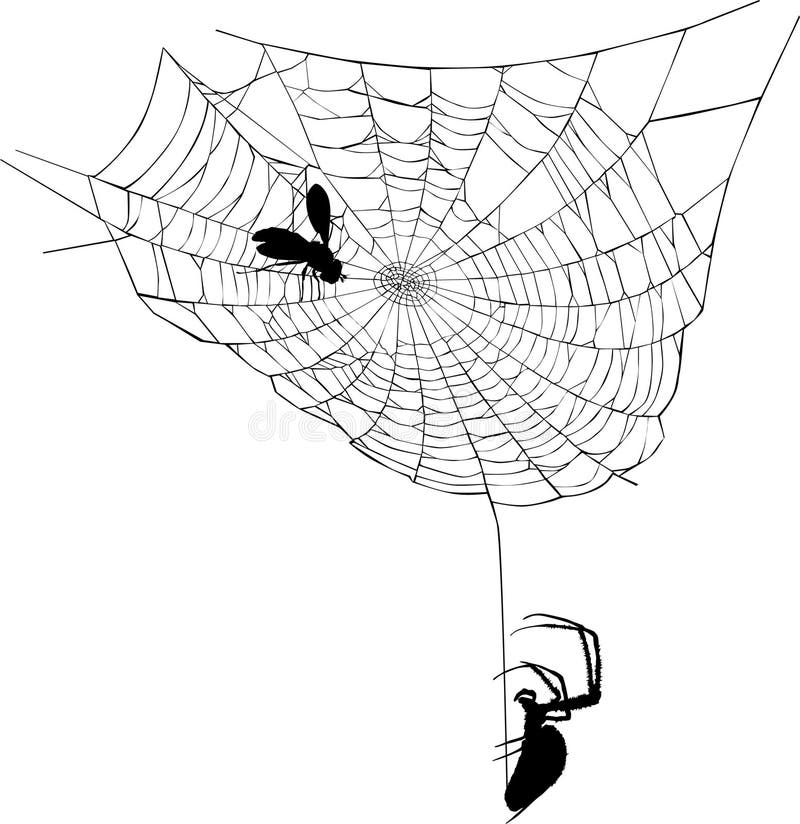 Spider web illustration stock illustration. Illustration of sticky ...