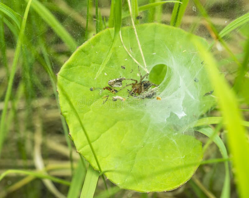 Funnel-web spider stock photo. Image of prey, botany - 106283592