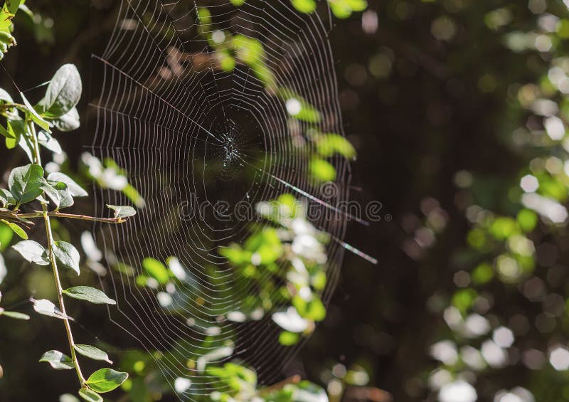 Spider Web Insect Trap in the Sunlight Stock Image - Image of cobweb ...