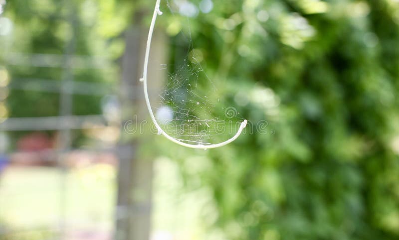 Tangle Web spider 1 stock image. Image of southern, arthropods - 47324969