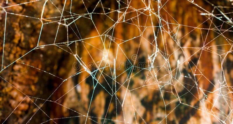 Spider Web Inside a Cave on Display Stock Image - Image of cave, dark ...